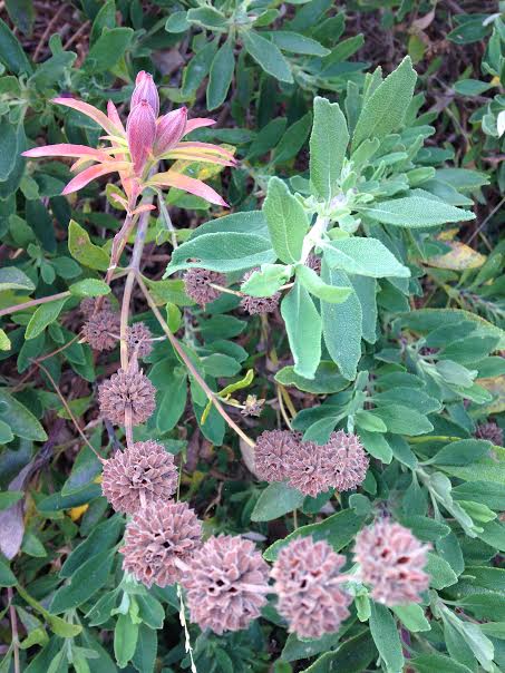 Garden as Offering: Growing Native Sages – Sacred Land Sage