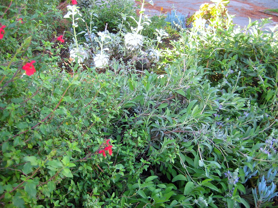 Garden as Offering: Growing Native Sages – Sacred Land Sage