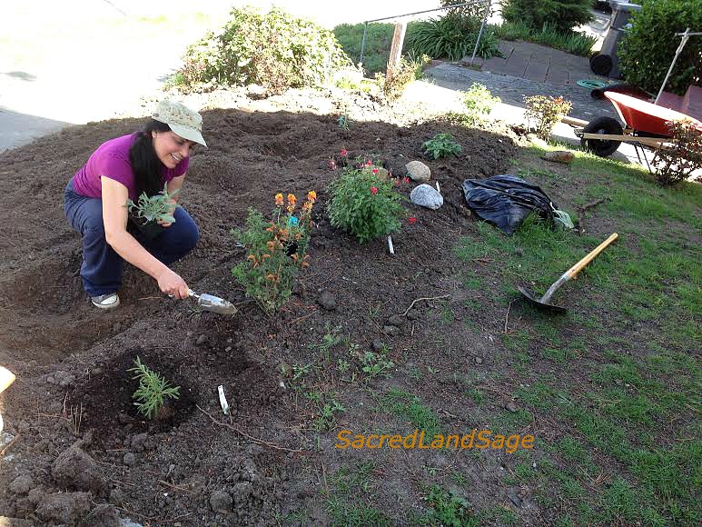 Garden as Offering: Growing Native Sages – Sacred Land Sage